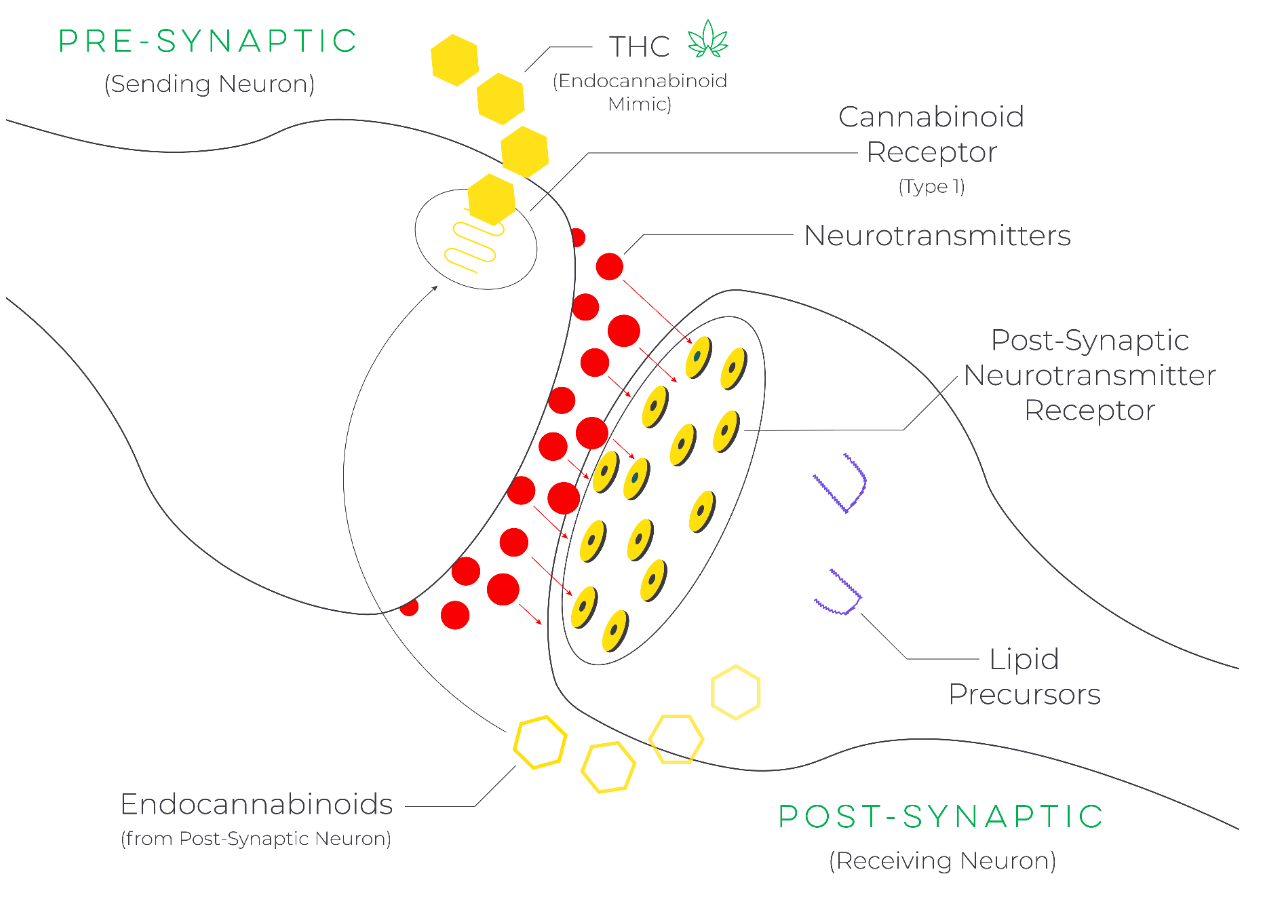 The Endocannabinoid System | BHC's CanView Marketplace